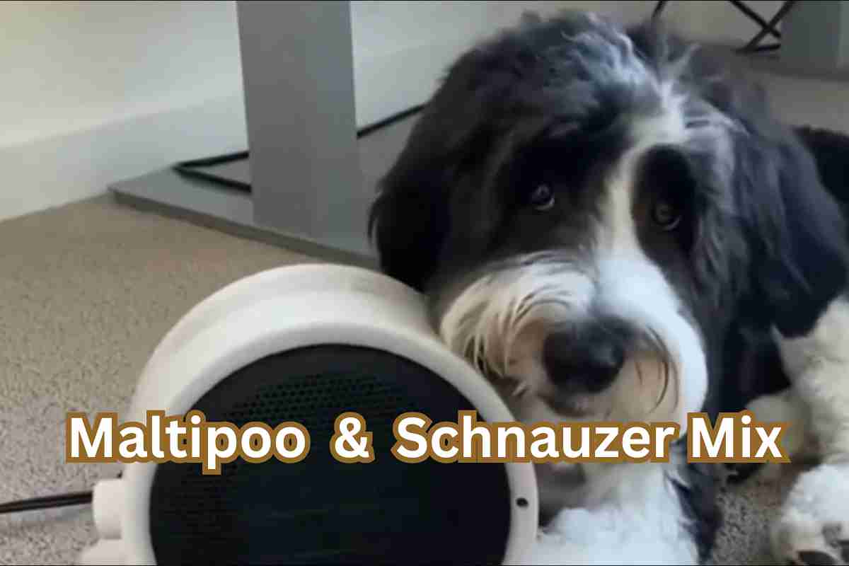 Maltipoo Schnauzer Mix – The Most Unpredictable Hybrid??